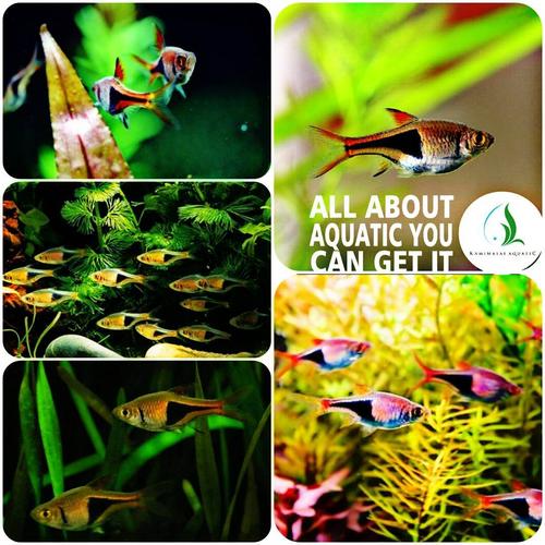 Jual ikan hias rasbora harlequin untuk aquarium dan aquascape - Kota ...