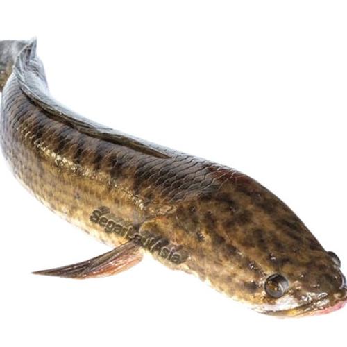 Jual Ikan Gabus Hidup 1Kg // Ikan Gabus Segar - Beku Segar 1Kg, Size 6 ...