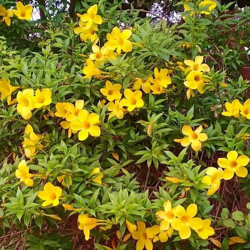 Jual Tanaman Hias Bunga Alamanda Kuning / Terompet Kuning - Kab. Kediri ...