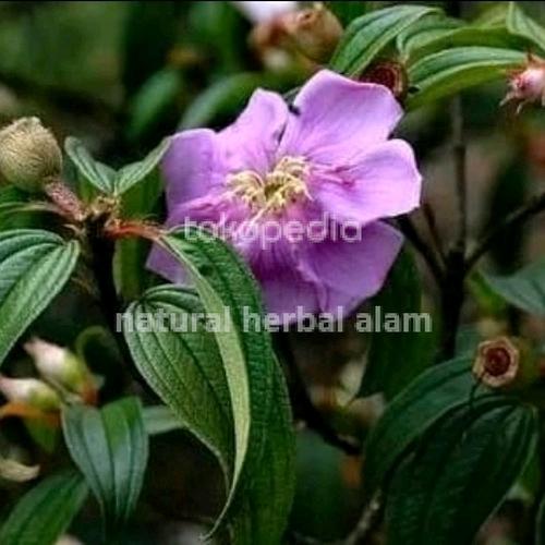 Jual obat herbal daun senggani atau senduduk segar - Kab. Pangandaran ...