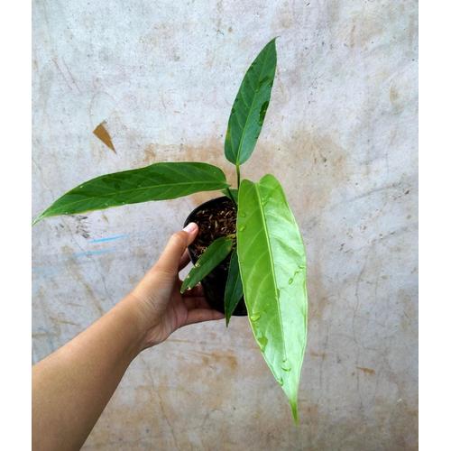 Jual Anthurium Spectabile Black Beauty Anthurium Hybrid - Kab. Magelang ...