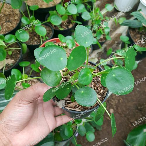 Jual tanaman philea peperomioides chinese money - Kab. Bogor - Lestari ...