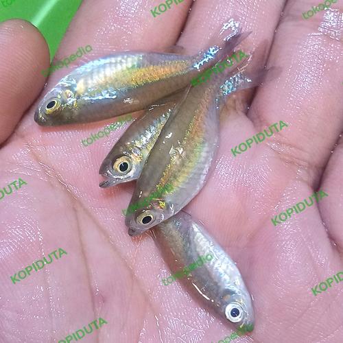 Jual IKAN CONGO TETRA AQUASCAPE - Kota Bekasi - KOPIDUTA | Tokopedia