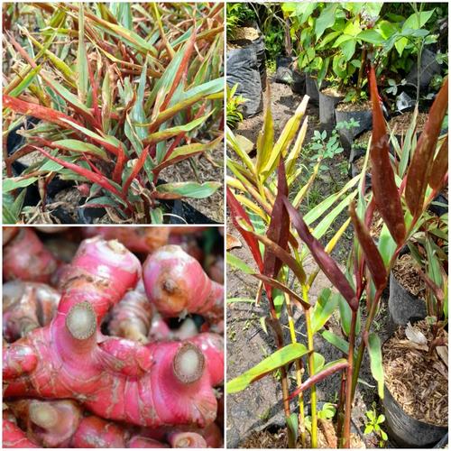 Jual Tanaman Jahe Merah Herbal Kaya Manfaat - Kota Batu - Rocketfield ...
