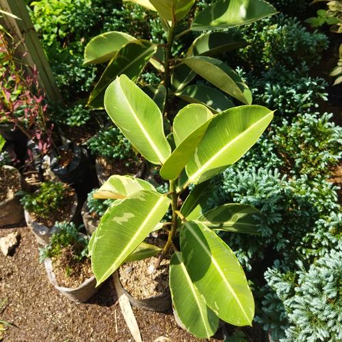 Promo tanaman hias karet kebo variegata putih - Kota Tangerang Selatan ...