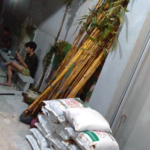 Jual 1paket tanaman pelindung pohon bambu panda kuning dan media tanam ...