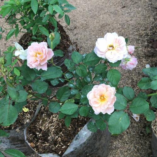 Jual Tanaman Bunga Baby Rose pink/ mawar pink bunga kecil - Putih ...