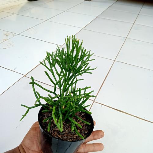 Jual tanaman hias Rhipsalis salicornioides | patah tulang mini - Kab ...