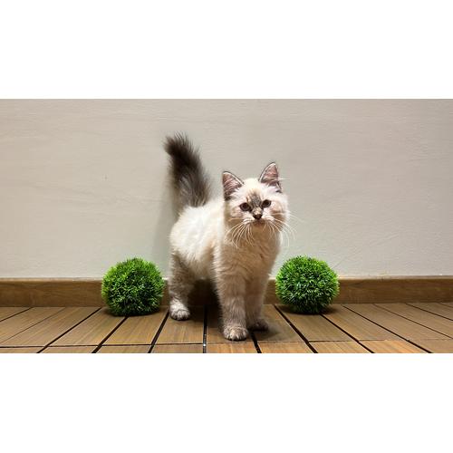 Jual kucing himalaya ragdoll munchkin - Kota Tangerang - Adopsi Kucing ...