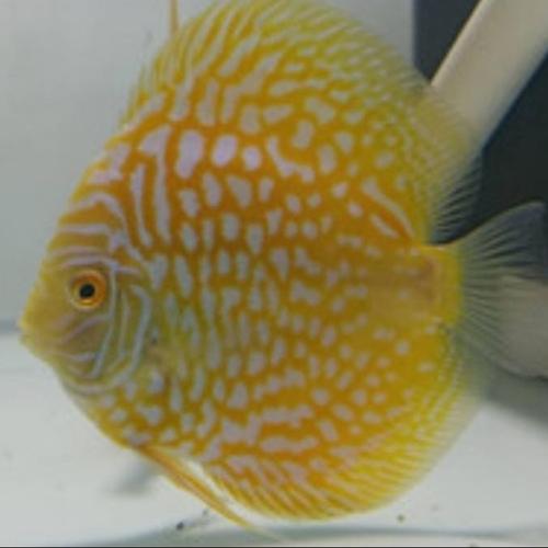 Jual ikan discus yellow pigeon ikan hias aquarium ikan aquascape discus ...