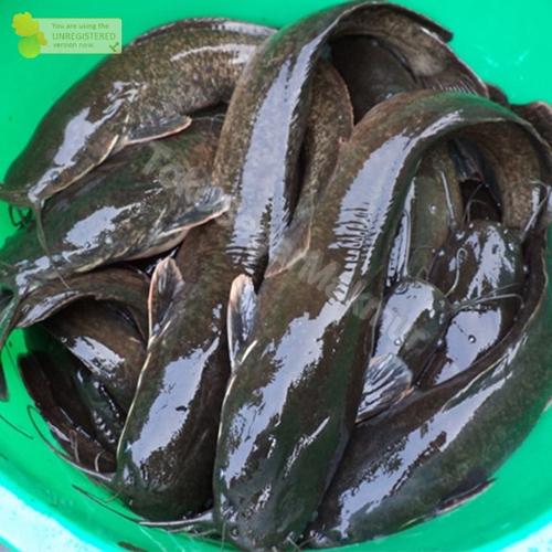 Jual Ikan Lele Hidup Live Ikan Lele Segar 1Kg Ikan Segar Air Tawar - 1 ...