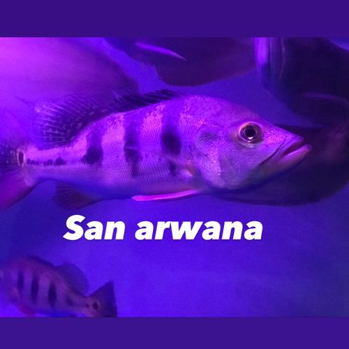 Jual ikan pbass mono peacock bass mono tankmate - Jakarta Timur - san ...