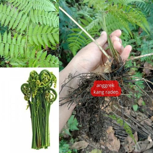 Jual Bibit Pakis Sayur / Paku Sayur Berakar - Jakarta Pusat ...