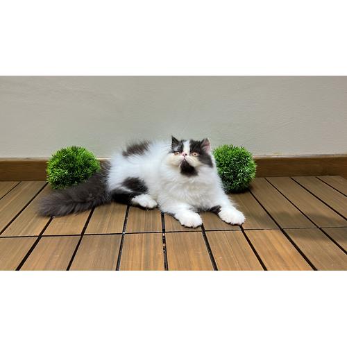Jual kucing peaknose longhair exotic platnose persia - Kota Tangerang ...