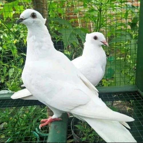 Burung Merpati Putih