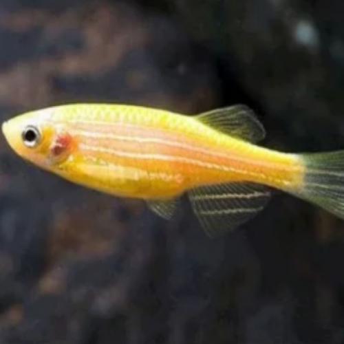 Jual Ikan Hias Zebra Danio Glow Fish Neon Electric - Green Yellow Pink ...