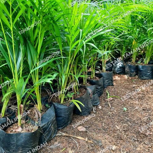 Jual pohon palm kuning tanaman palem kuning 1 meter - isi 1 batang ...