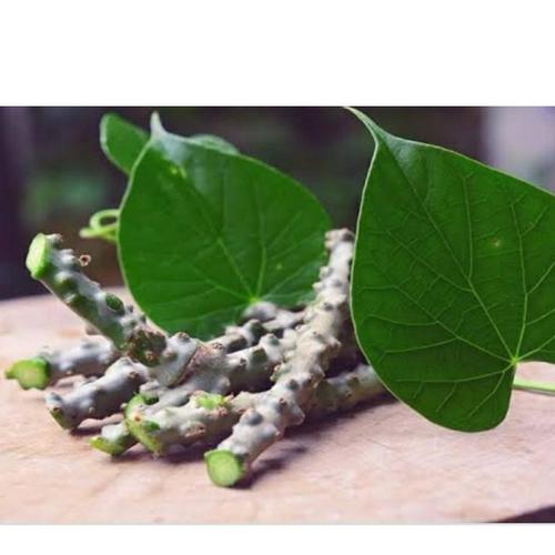 Jual bibit stek batrawali atau botrowali - Kota Tangerang - Tumbuhan ...