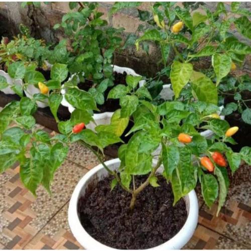 Jual TANAMAN BIBIT CABE RAWIT - Kota Bekasi - KEBUN SAILA | Tokopedia