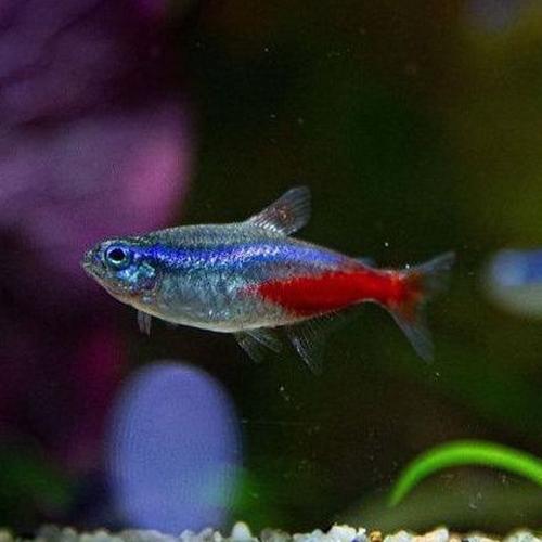 Jual Ikan Hias Neon Tetra Cardinal Untuk Aquascape - Neon Tetra, Sedang ...