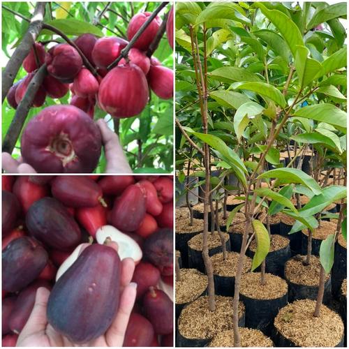 Jual Tanaman Jambu Jamaika Jumbo / Jamaican Guava Giant - Kota Batu ...