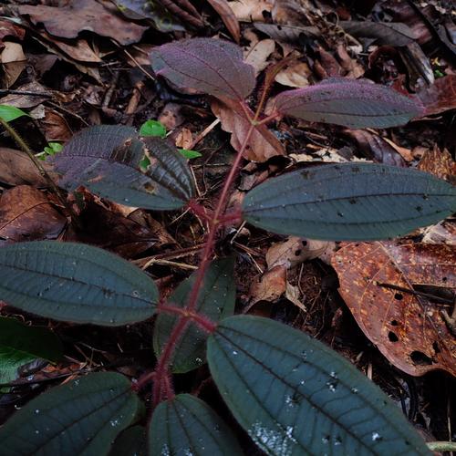 Jual tanaman kalimantan discorea ungu sp borneo - Kab. Sekadau - Yadi ...