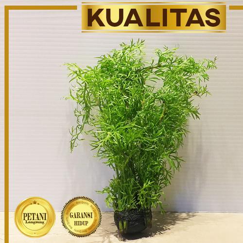Jual Water Sprite Wabikusa Tanaman Air Aquascape Hiasan Aquarium Ikan ...