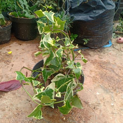 Jual Tanaman gantung Ivy english varigata/ tanaman rambat ivy - Kota ...