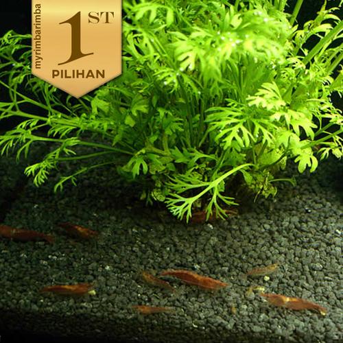 Jual Water Sprite Wabikusa Tanaman Air Hiasan Aquarium Ikan Hias ...