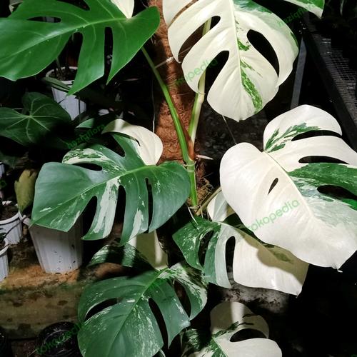 Jual monstera varigata white tiger tanaman - Kota Depok - haziqflora ...