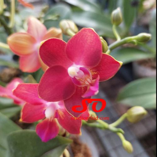 Jual Anggrek Bulan Mini Pink - Kota Depok - Sandi Orchid Garden | Tokopedia