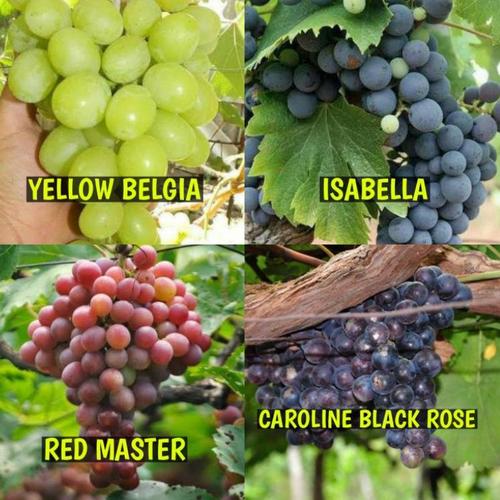 Jual Bibit Anggur 1 Paket Isi 4 Jenis Anggur - Kab. Kediri ...
