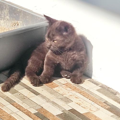 Jual kucing kitten munchkin cebol tortie - Kab. Bogor - virracathouse ...