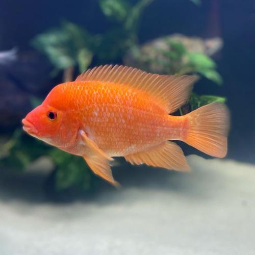 Jual Ikan Red Devil Ukuran 3 - 4 Jari - Jakarta Barat - fauna careee ...