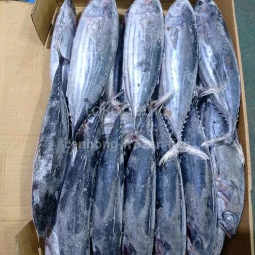 Jual ikan cakalang beku segar - 7-10 ekor 1kg - Jakarta Utara - cenhong ...