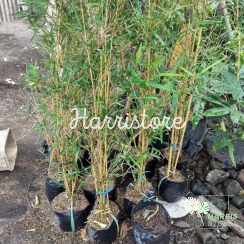 Jual Bambu kuning mini tanaman hias bambu pohon bambu - Kota Malang ...
