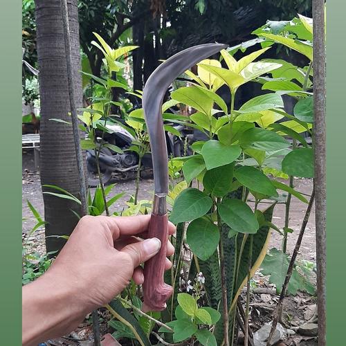 Jual Sabit Mini Baja Putih Baja Hss Anti Karat Hobi Koleksi Kab Probolinggo Baja Hss Ii