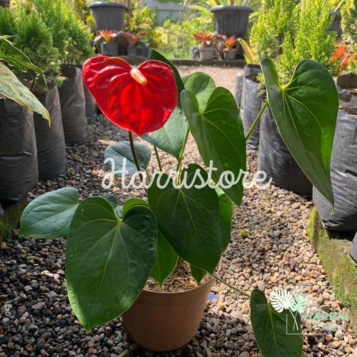 Jual Tanaman Hias Anthurium Mini Merah Mickey - Kota Malang ...