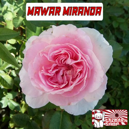 Jual Tanaman Hias Hidup Bunga Mawar Import MIRANDA Mawar Impor Rose Outdoor - Kab. Bandung Barat ...