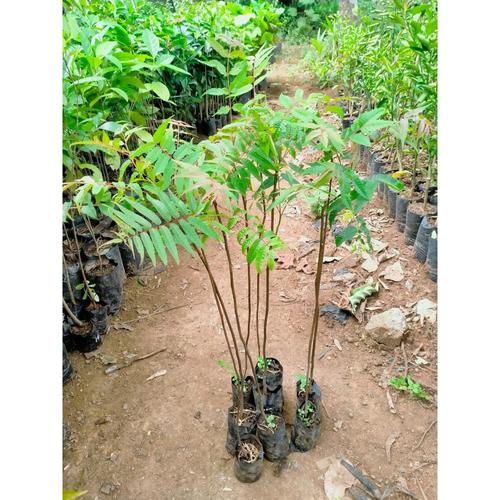 Jual Bibit Tanaman Kayu Suren / Kayu Surian Siap Tanam Harga Murah ...