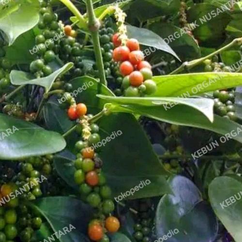 Jual Daun Merica Perdu Segar per 100gram - Kab. Bogor - KEBUN ORGANIK ...