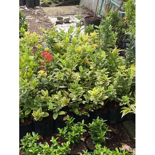 Jual Tanaman Soka Hawai ( Paket 10 pohon) - Jakarta Barat - little Bali ...