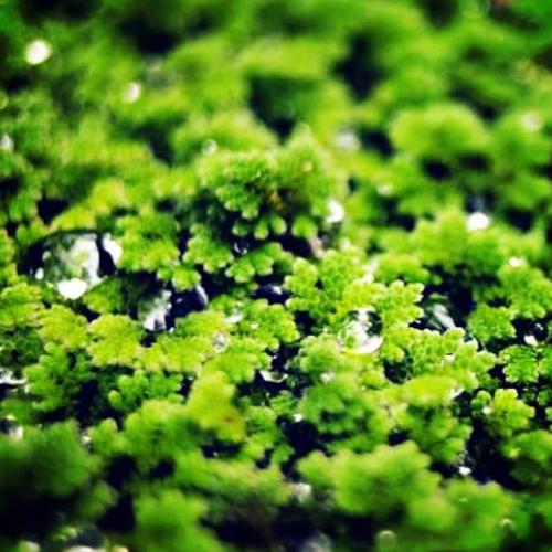 Jual Azolla 500Gr Azola Microphylla Bibit Tanaman Makanan Ternak Wolfia ...
