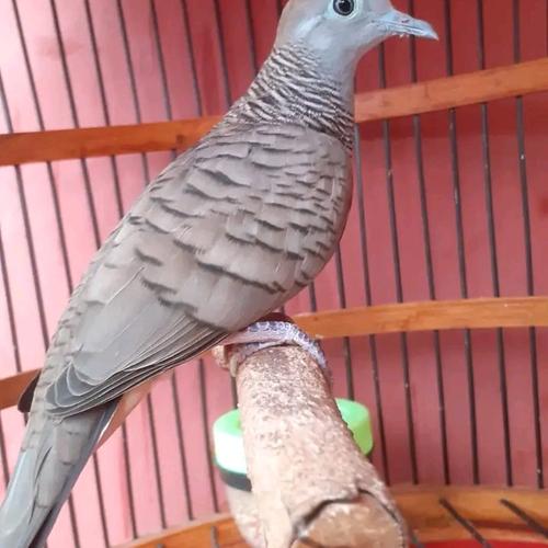 Jual burung perkutut lokal jawa jantan pilihan - Jakarta Timur - arra ...