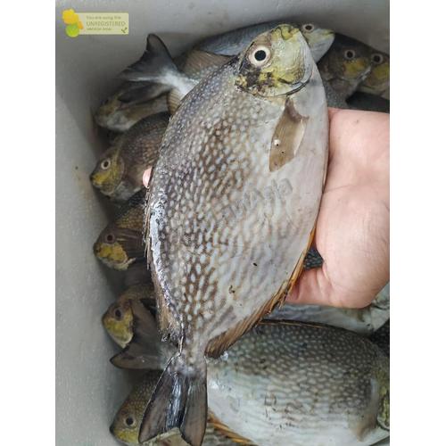 Jual Ikan Baronang Segar / Ikan Baronang 1Kg Ikan Hasil Laut Segar ...