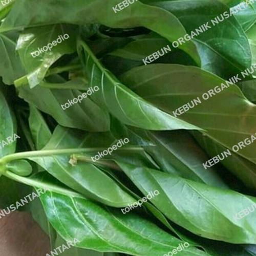 Jual Daun Pucuk Pace/Mengkudu segar per 500gram - Kab. Bogor - KEBUN ...