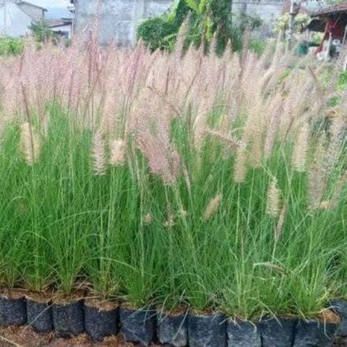 Jual Tanaman Alang Alang / Ilalang Bunga Putih / Cogon Grass / Ekor ...