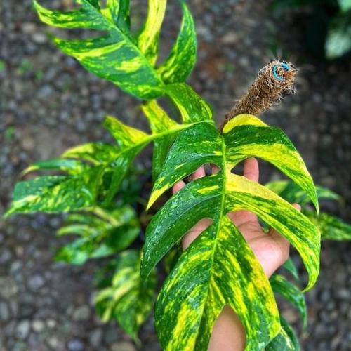 Jual READY TANAMAN HIAS EPIPREMNUM PINNATUM VARIEGATA YELLOW/EPIP ...