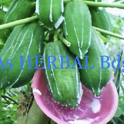 Jual Getah pepaya / getah pohon pepaya asli - Kab. Bandung Barat - As ...
