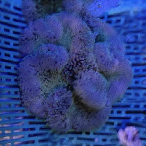 Jual anemon karpet tip ijo - Jakarta Pusat - biyyu-marine | Tokopedia